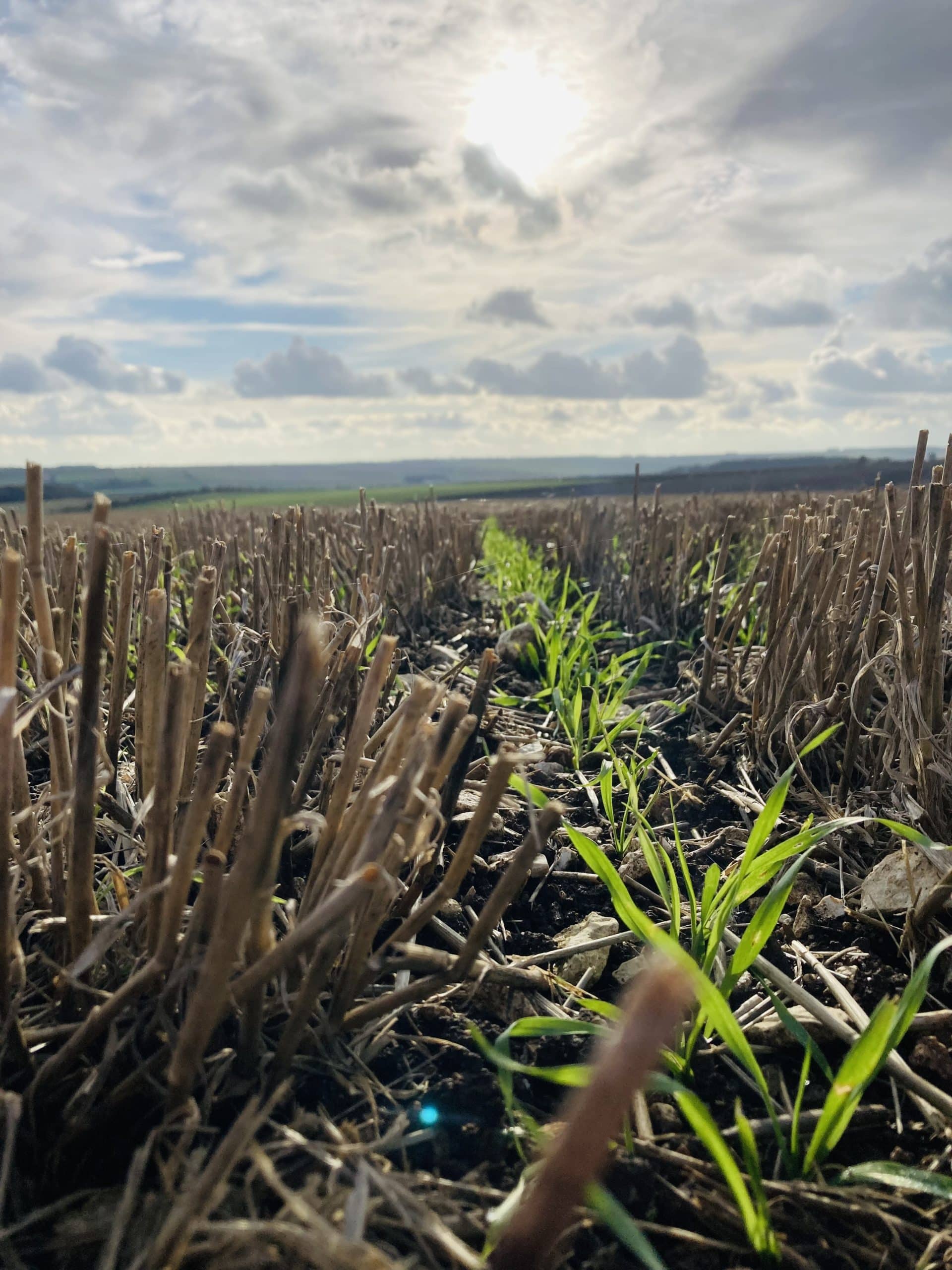 Growing: Whisky Is Agriculture - Spirit Of Yorkshire